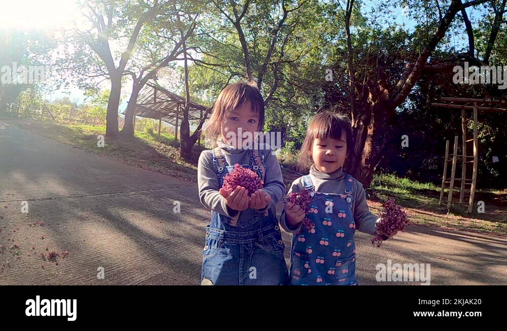 Asian sibling little girl having fun to playing scatter flowers ...