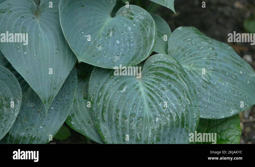 Halcyon hosta leaves Stock Videos & Footage - HD and 4K Video Clips - Alamy