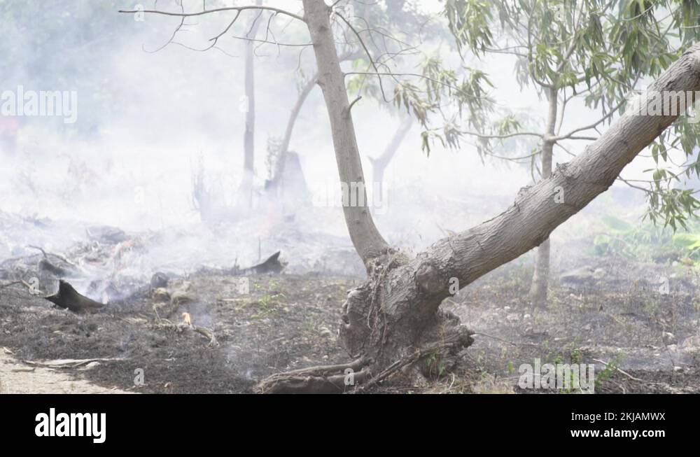 Dying trees in black forest Stock Videos & Footage - HD and 4K Video ...