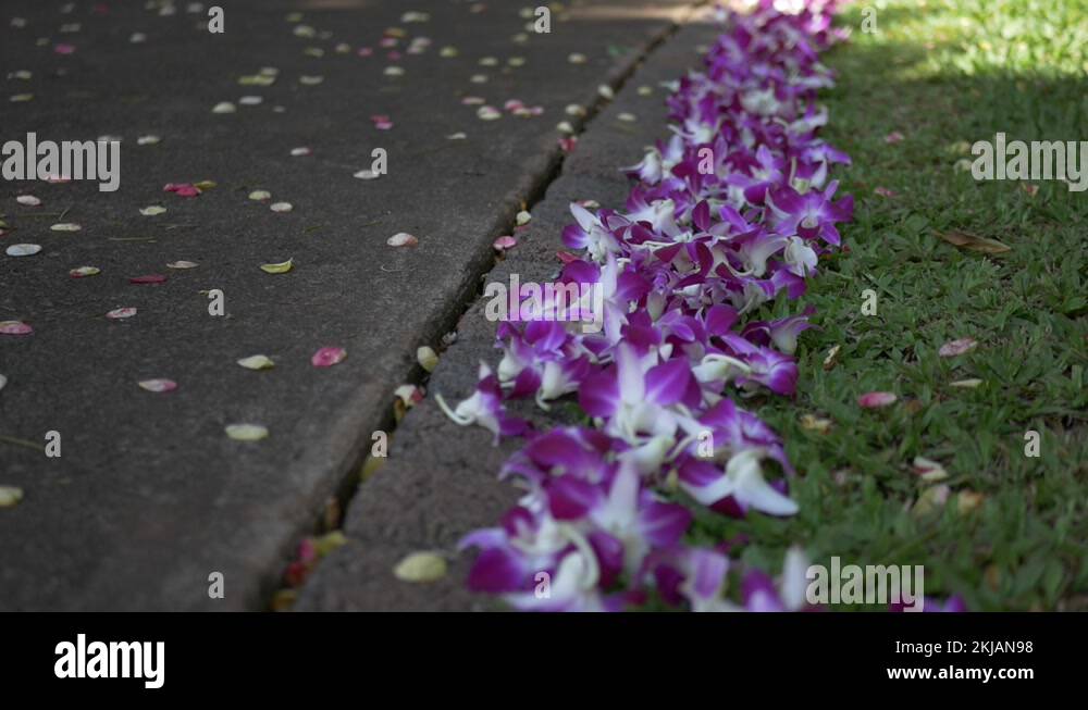 Flower line up Stock Videos & Footage - HD and 4K Video Clips - Alamy