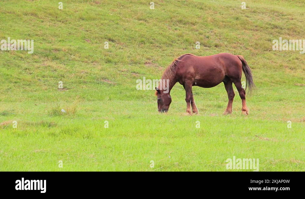 Horse pastures Stock Videos & Footage - HD and 4K Video Clips - Alamy