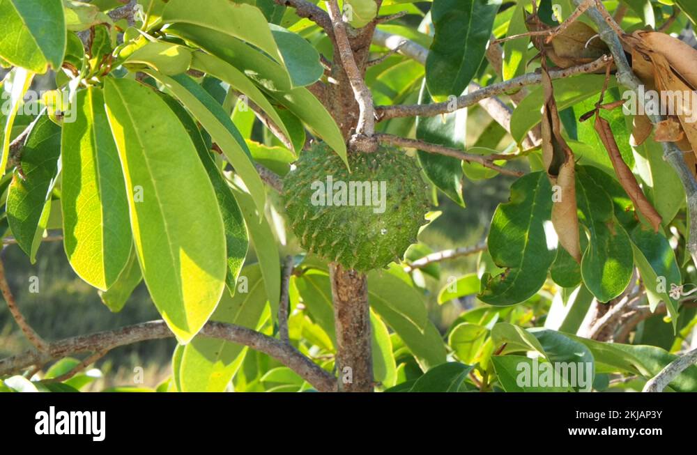 Guanabana fruit Stock Videos & Footage - HD and 4K Video Clips - Alamy