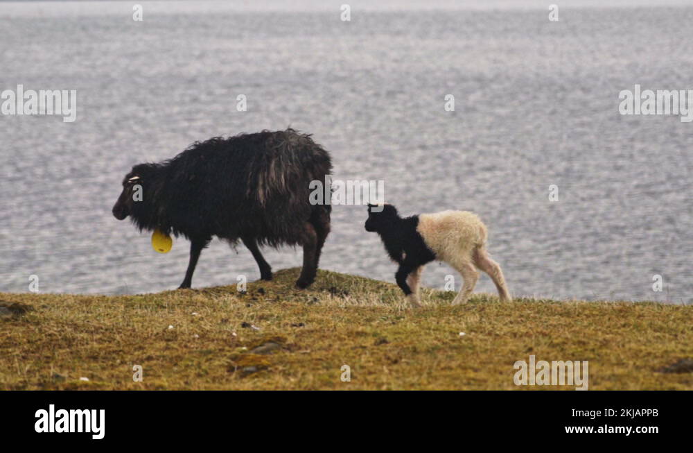 Following sheep Stock Videos & Footage - HD and 4K Video Clips - Alamy