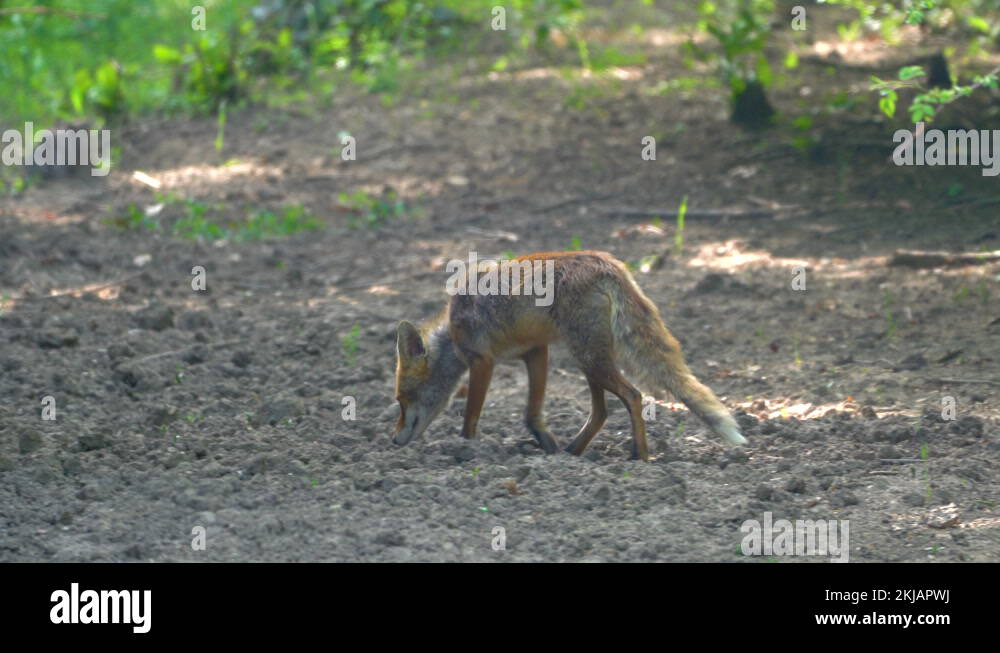 Territory marking by fox Stock Videos & Footage - HD and 4K Video Clips ...