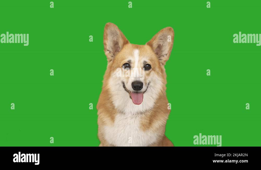 Ginger corgi Stock Videos & Footage - HD and 4K Video Clips - Alamy