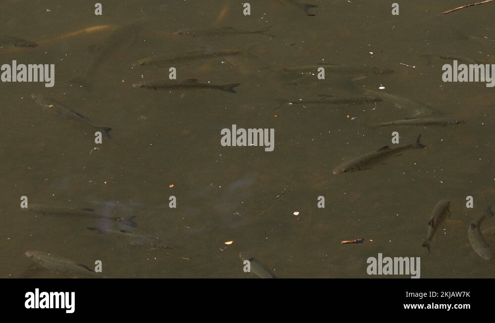 Roach swimming on the surface of the water fishing UK 4K Stock Video ...