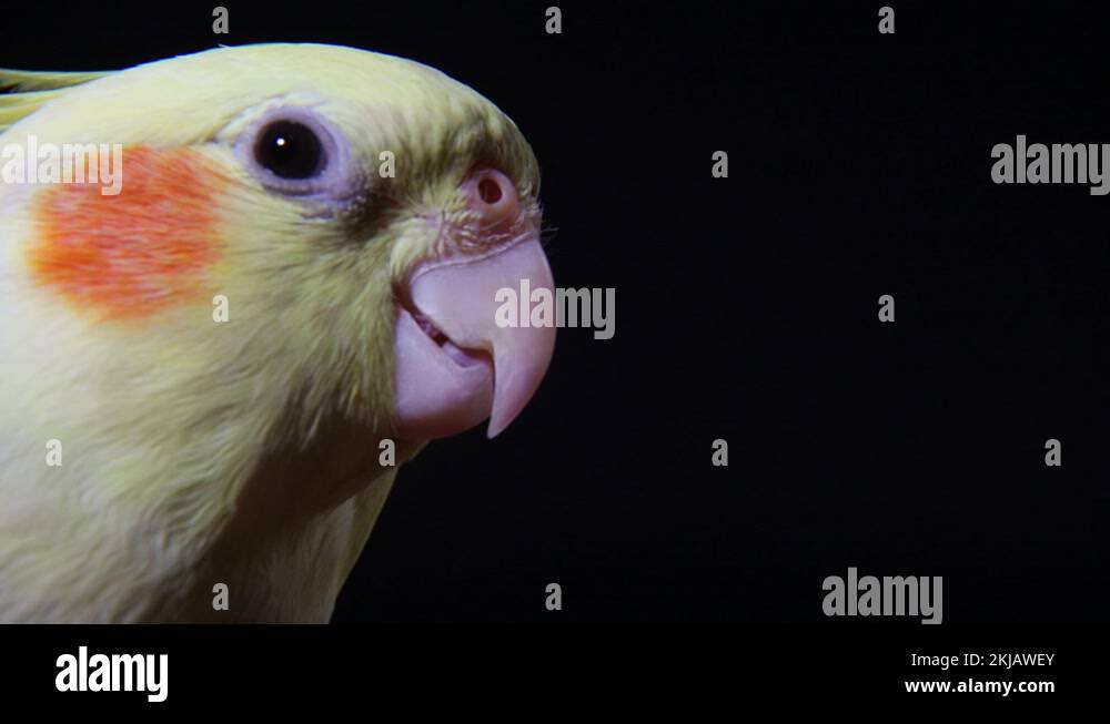 Corella pet Stock Videos & Footage - HD and 4K Video Clips - Alamy
