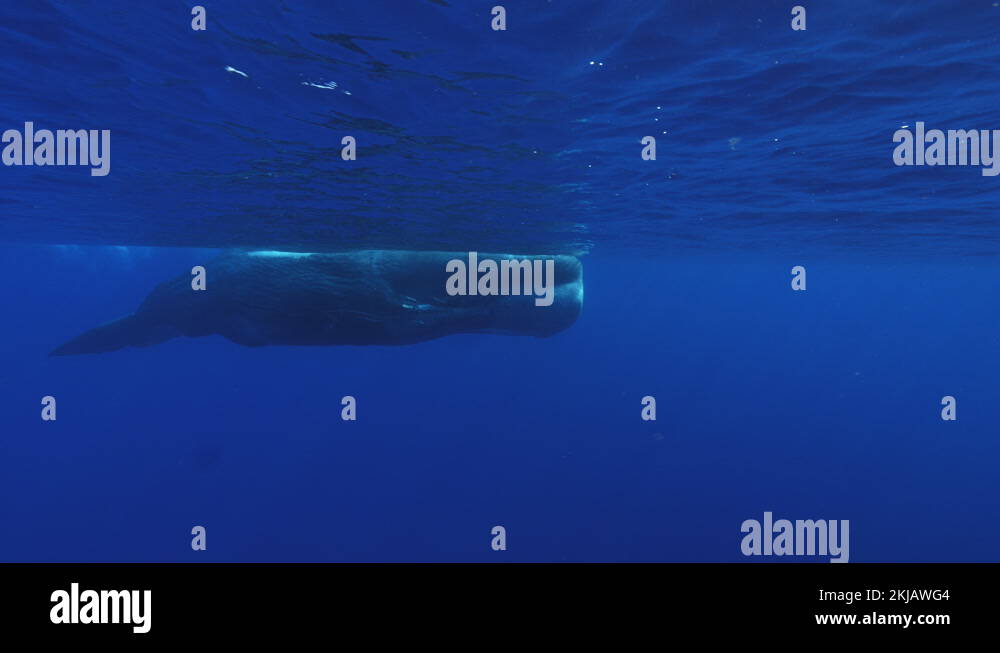 Sperm whale underwater Stock Videos & Footage - HD and 4K Video Clips - Alamy