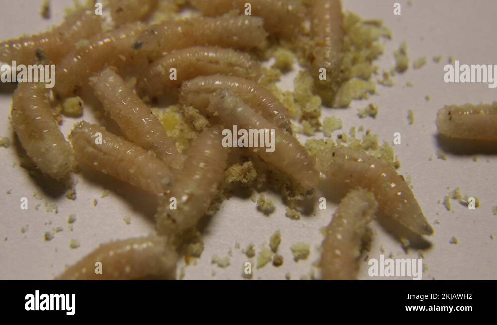 White fly infestation Stock Videos & Footage - HD and 4K Video Clips ...