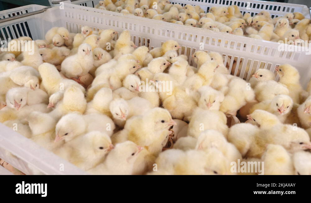 Poultry farm for breeding chickens Stock Videos & Footage - HD and 4K ...