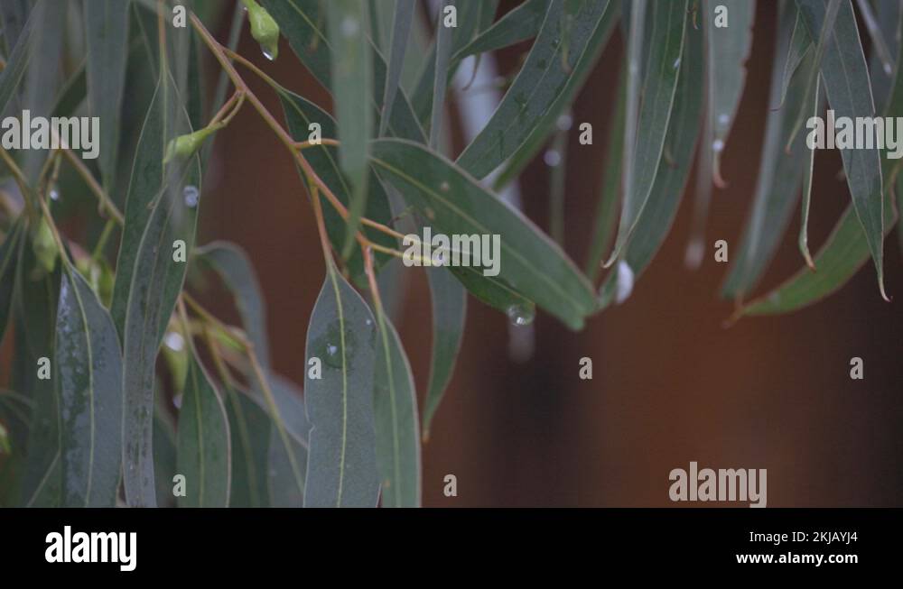 Gumnut Stock Videos & Footage - HD and 4K Video Clips - Alamy