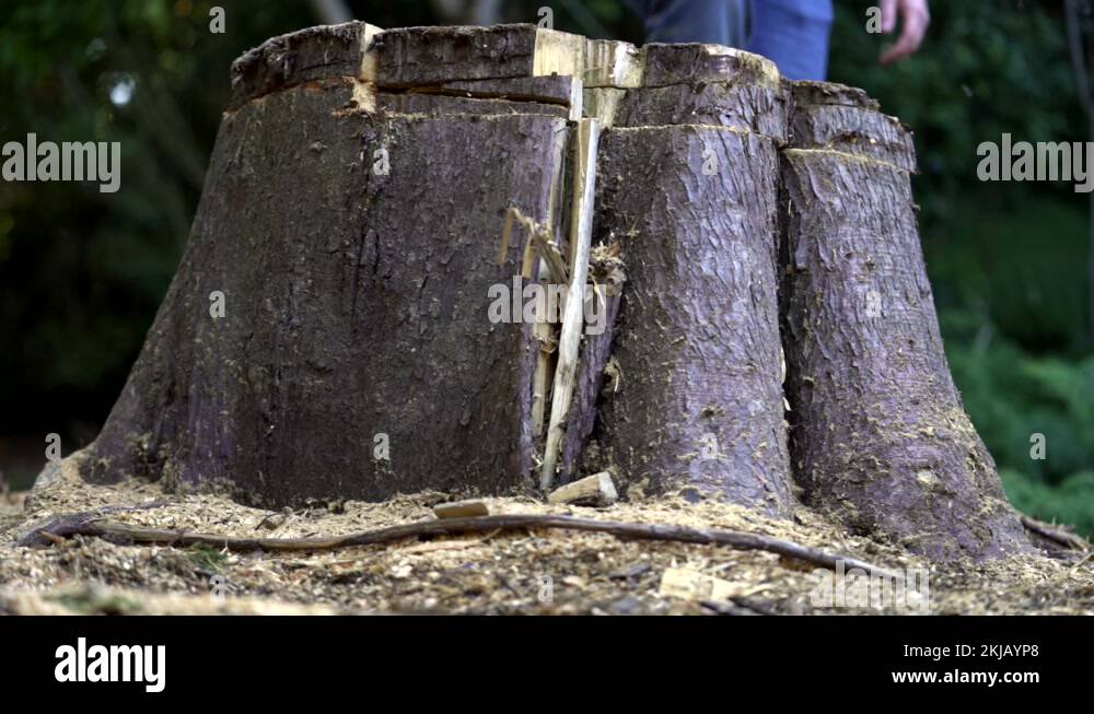 Stump wood Stock Videos & Footage - HD and 4K Video Clips - Alamy