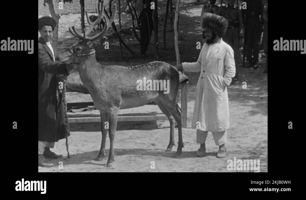 The stag film Stock Videos & Footage - HD and 4K Video Clips - Alamy