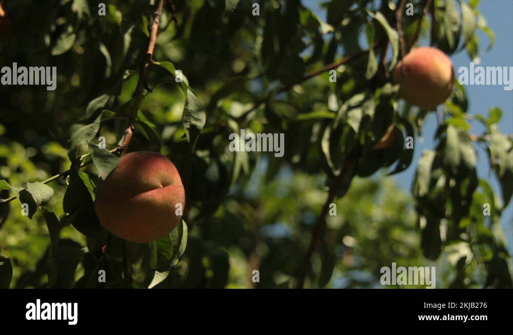 Shadow fruit Stock Videos & Footage - HD and 4K Video Clips - Alamy
