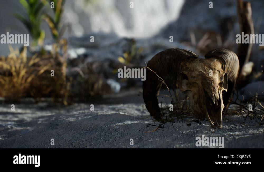 Skull of a dead ram in the desert Stock Video Footage - Alamy