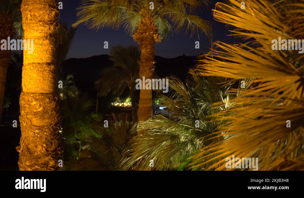Trees egypt Stock Videos & Footage - HD and 4K Video Clips - Alamy