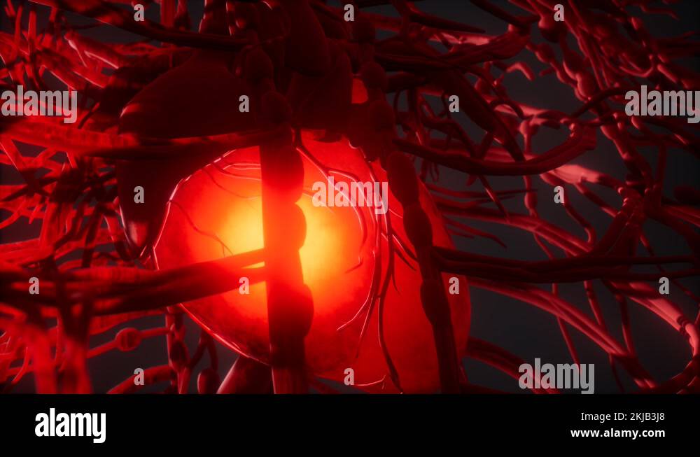 Chest x ray angiogram Stock Videos & Footage - HD and 4K Video Clips ...