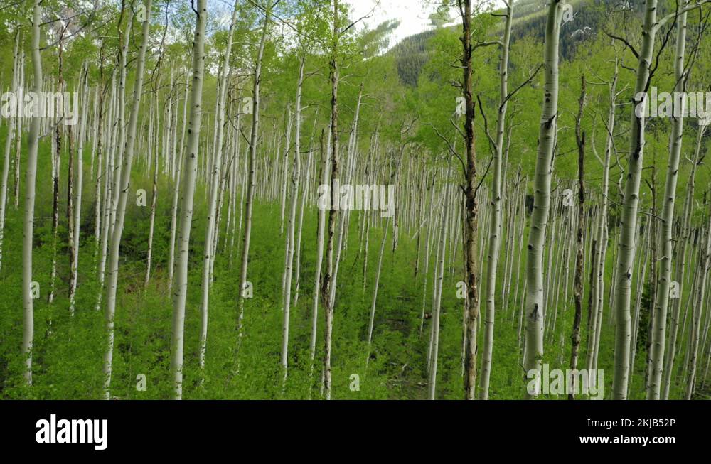 Aspen colorado spring Stock Videos & Footage - HD and 4K Video Clips ...