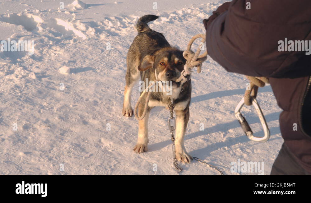 Portrait of man with big dog Stock Videos & Footage - HD and 4K Video ...