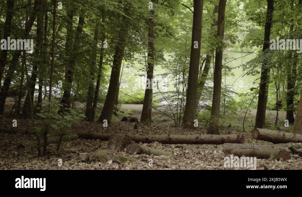 Felled forest landscape Stock Videos & Footage - HD and 4K Video Clips ...