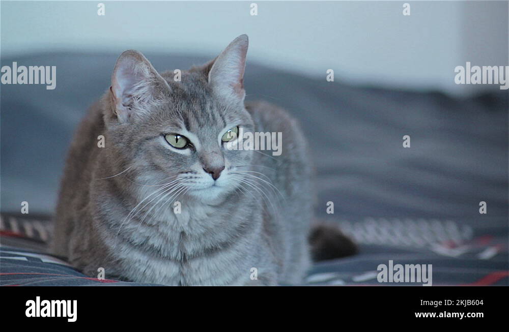 Female cat house Stock Videos & Footage - HD and 4K Video Clips - Alamy