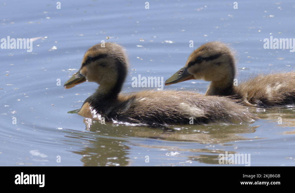 Two mallard duck ducklings Stock Videos & Footage - HD and 4K Video ...