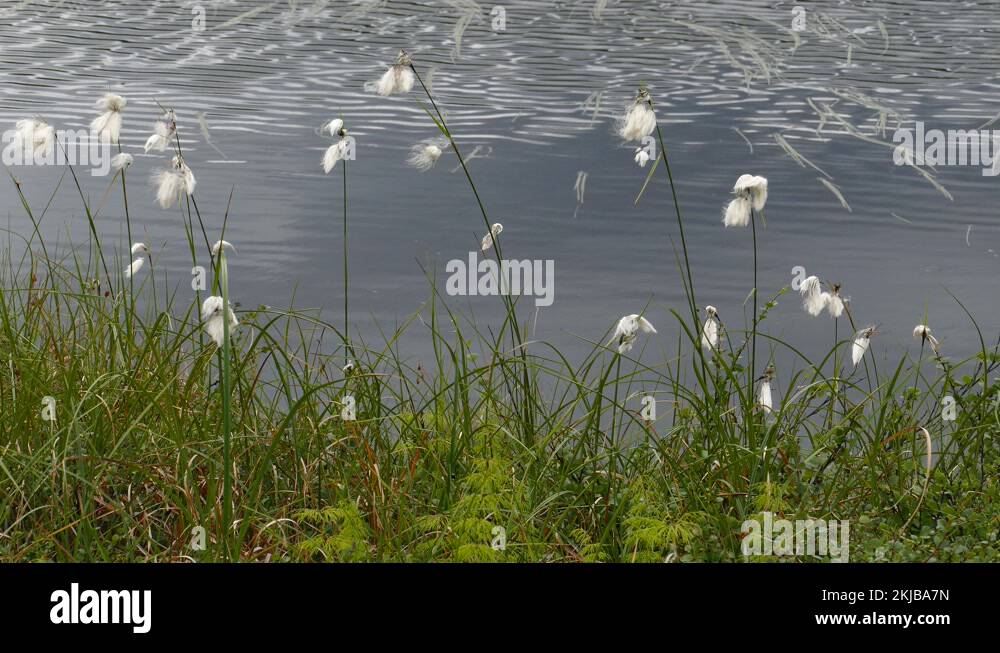 White flowers of marsh fluff on the background of water ripples Stock ...