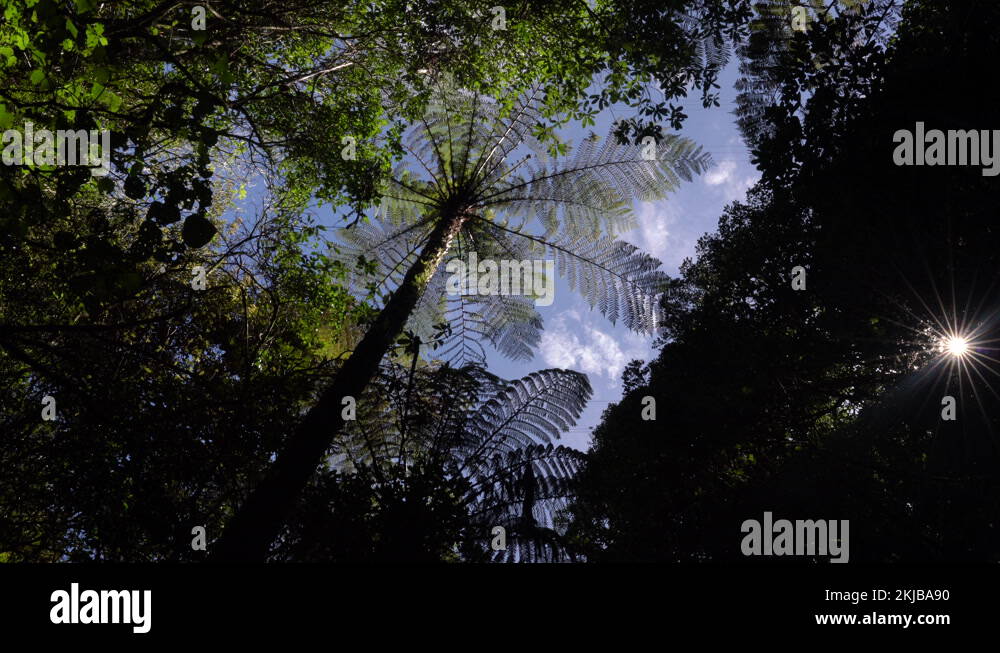Looking up into the tree canopy with trees and ferns Stock Videos ...