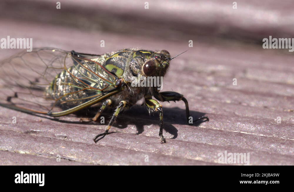 Insect armour Stock Videos & Footage - HD and 4K Video Clips - Alamy