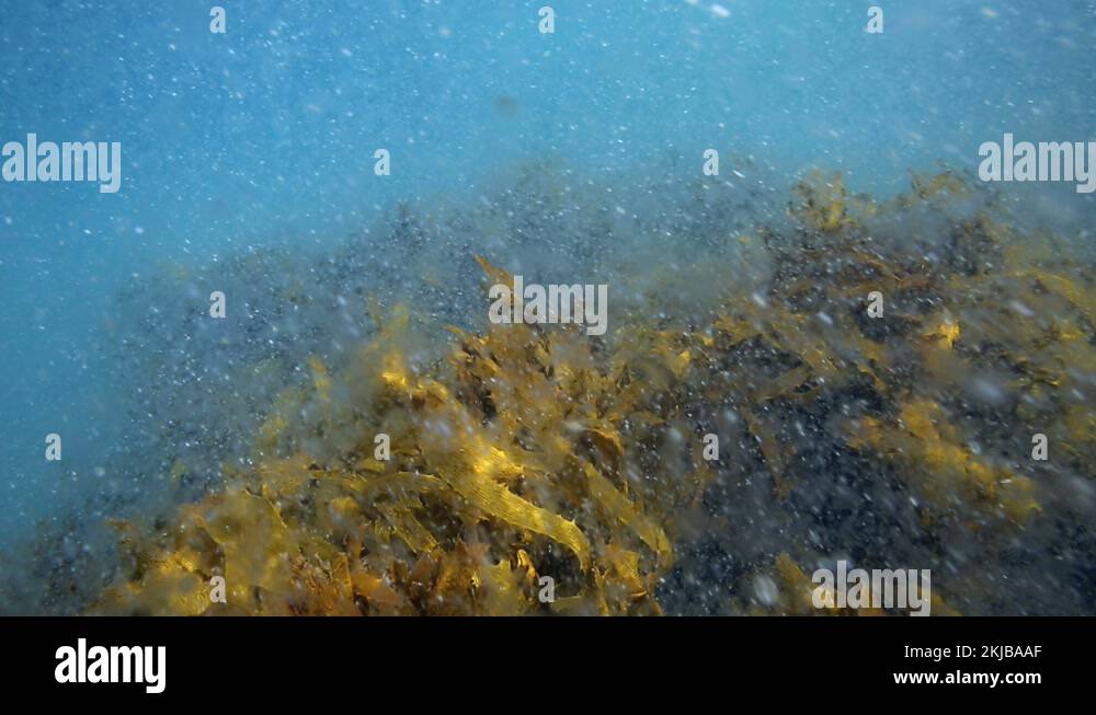 Phytoplankton ocean underwater Stock Videos & Footage - HD and 4K Video ...