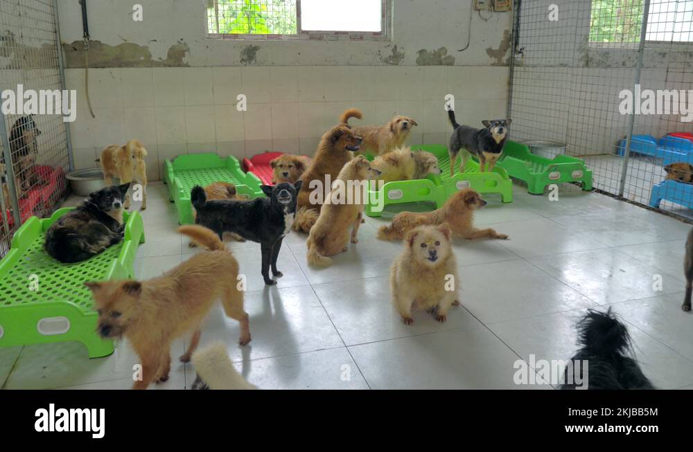 Unwanted and homeless dogs of different breeds in animal shelter ...