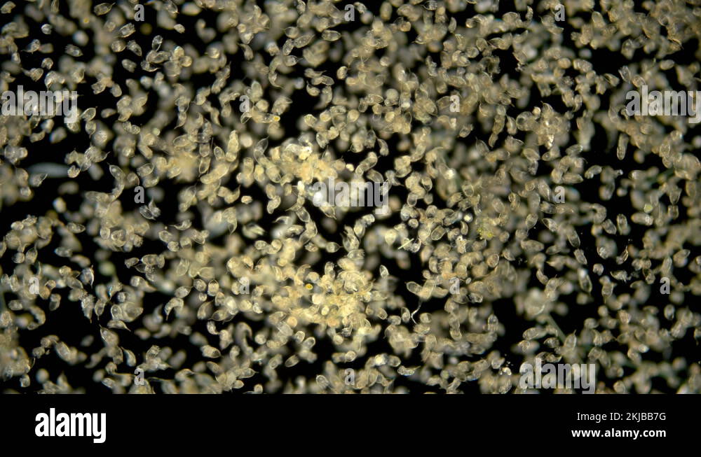 The colony of plankton rotifers Rotifera Keratella Cochlearis ...