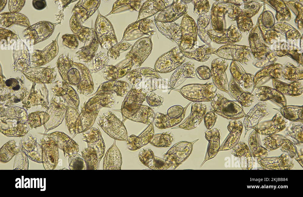 The colony of plankton rotifers Rotifera Keratella Cochlearis ...