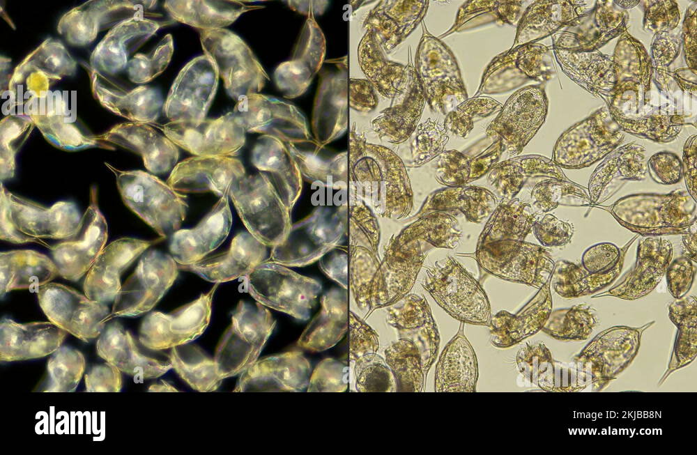 The colony of plankton rotifers Rotifera Keratella Cochlearis Stock ...