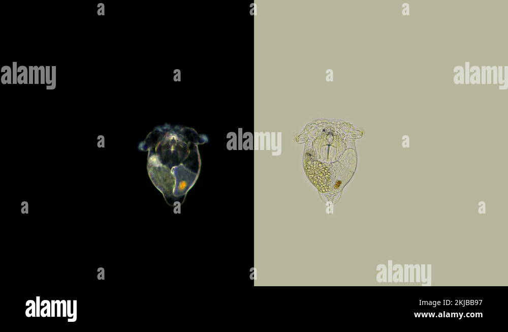 Rotifer species Stock Videos & Footage - HD and 4K Video Clips - Alamy