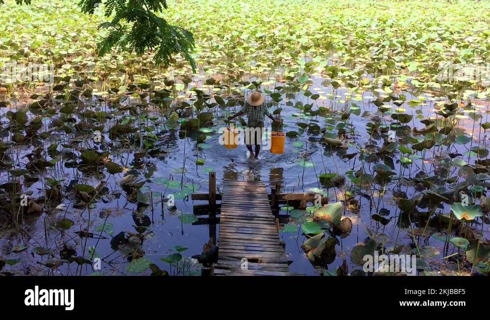 Bamboo yoke Stock Videos & Footage - HD and 4K Video Clips - Alamy