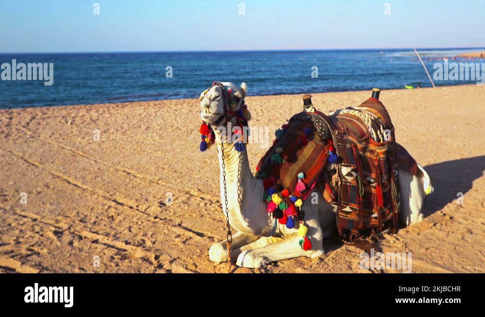 Egypt camel tourism Stock Videos & Footage - HD and 4K Video Clips - Alamy