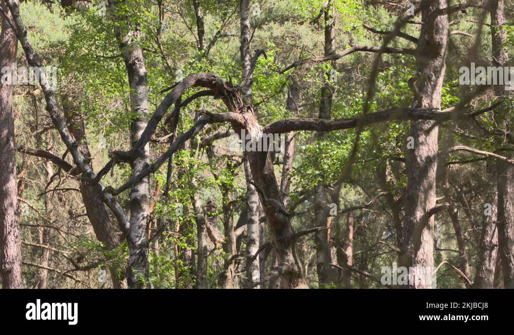 Forest drought europe Stock Videos & Footage - HD and 4K Video Clips ...