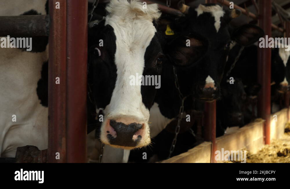 Beautiful Cows in the Farm House, Dairy Farm Stock, Animals Stock Video ...