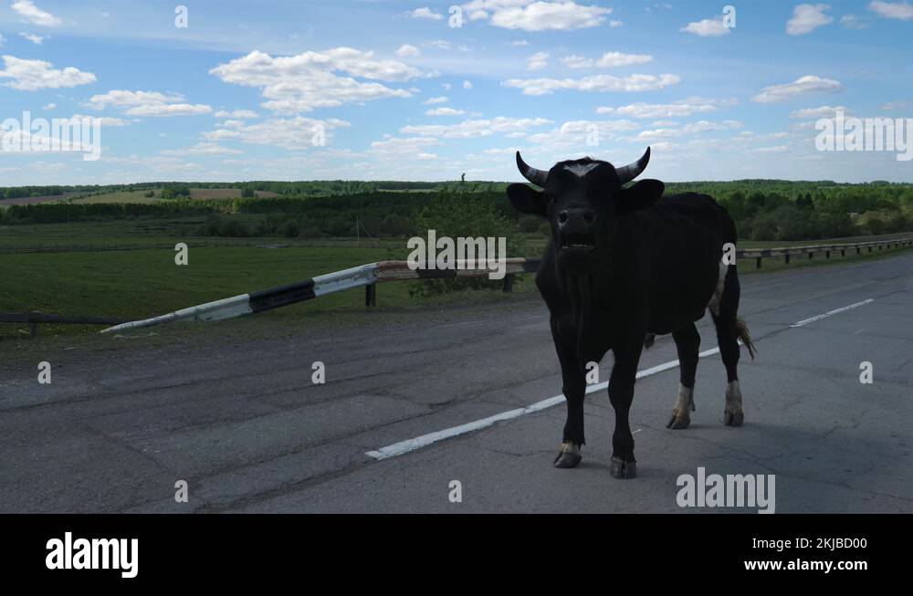 A cow stands in the middle of the empty road and moos. mooing ...