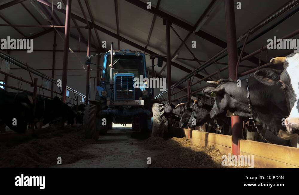 Tractor in cow farm driving, dropping hay, cow food. Barn, animal stock ...