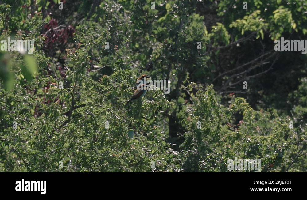 Ecosystem engineer Stock Videos & Footage - HD and 4K Video Clips - Alamy