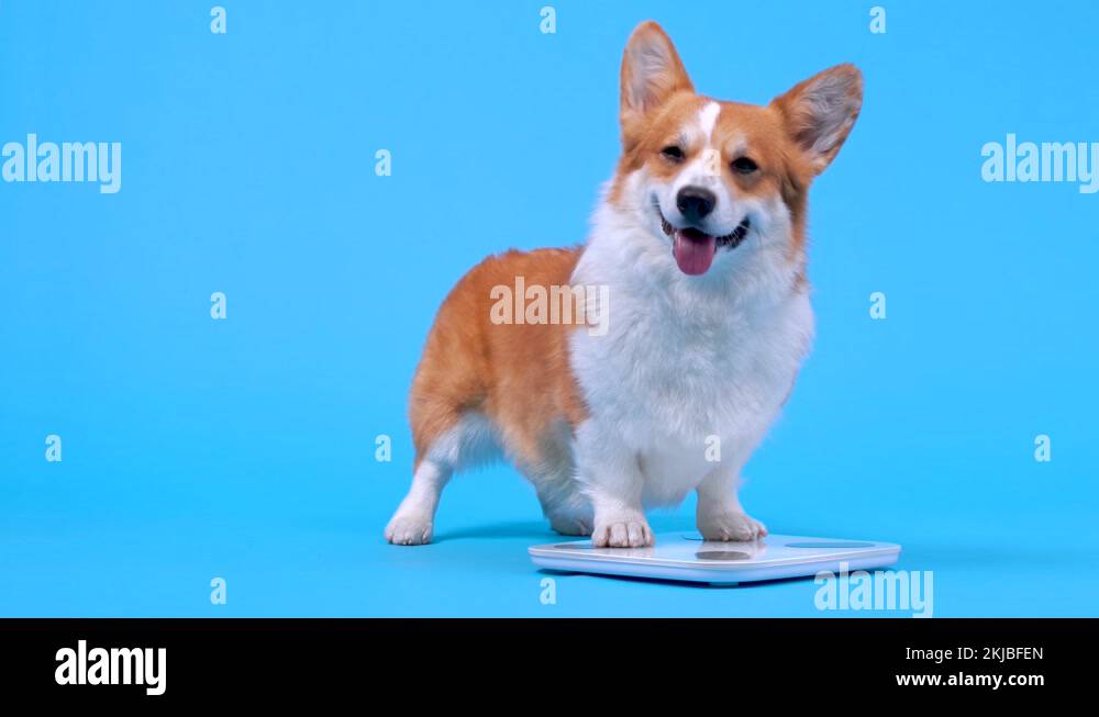 Funny smiling dog Stock Videos & Footage - HD and 4K Video Clips - Alamy