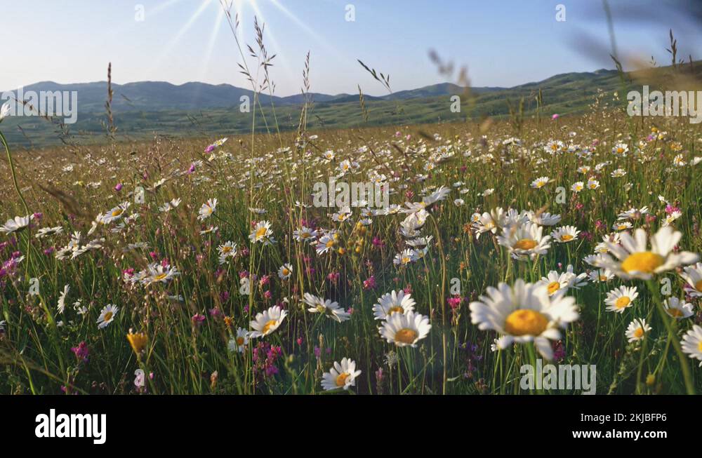 Daisy meadows Stock Videos & Footage - HD and 4K Video Clips - Alamy