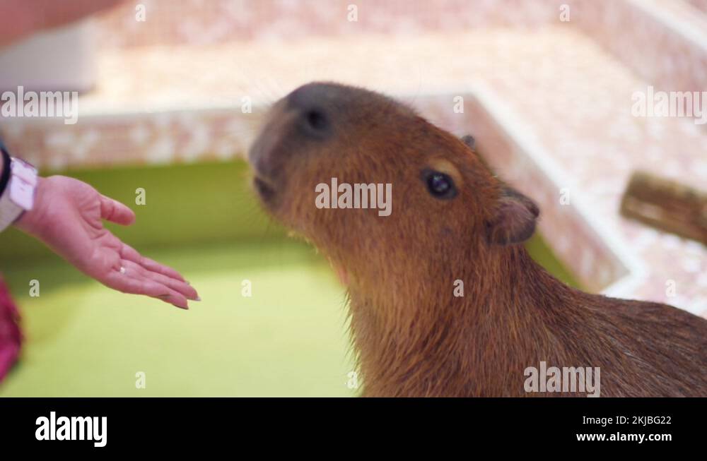Capybara Being Fed In A Capybara Cafe In Harajuku in Tokyo, Japan ...