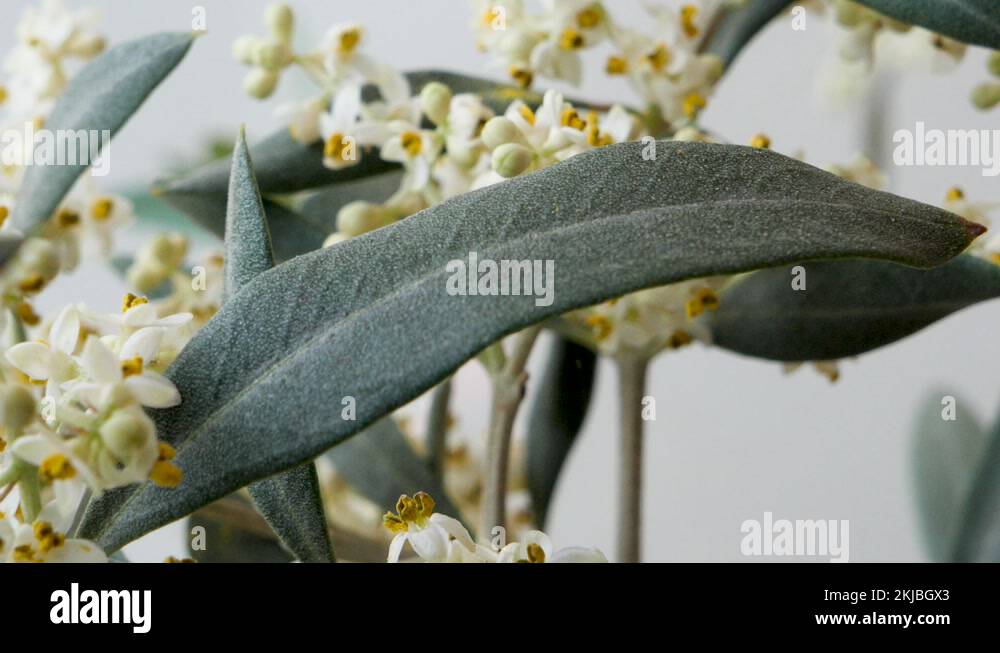 White olive tree Stock Videos & Footage - HD and 4K Video Clips - Alamy