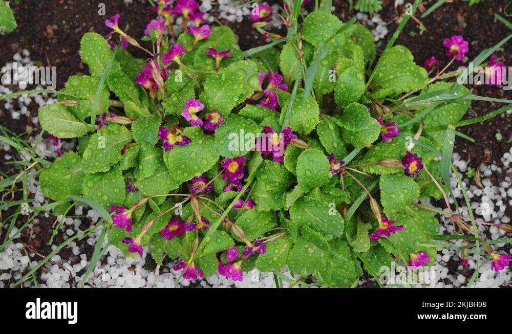 Battered flowers Stock Videos & Footage - HD and 4K Video Clips - Alamy