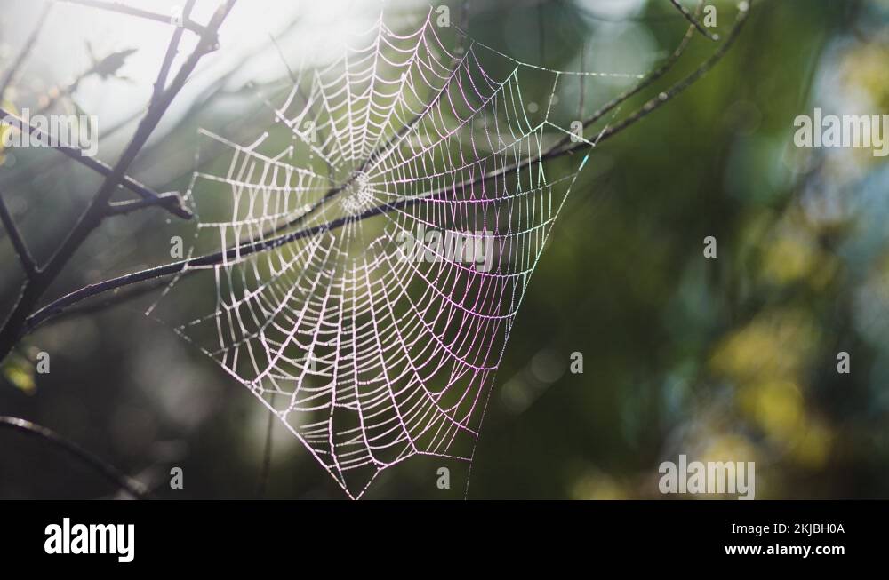 Warm weather spiders Stock Videos & Footage - HD and 4K Video Clips - Alamy