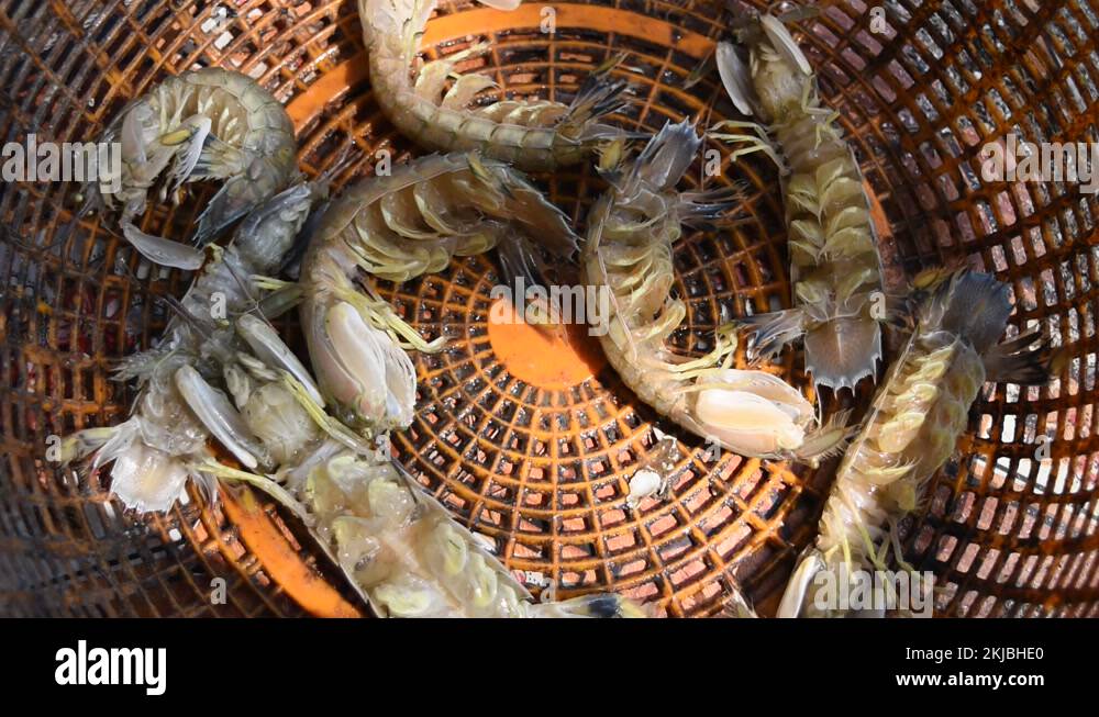 Shrimp in a container Stock Videos & Footage - HD and 4K Video Clips ...