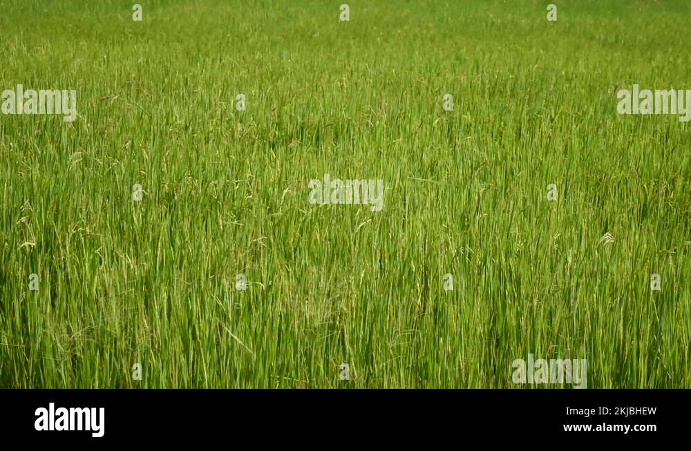 Wind shaking the rice plant to move in wave, Green field crop Stock ...